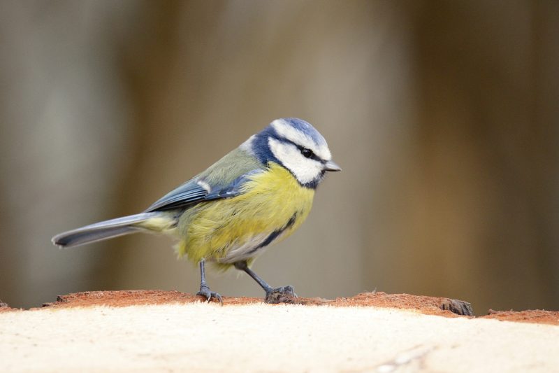Otrdien Latvijā būs maz nokrišņu - KURAMO